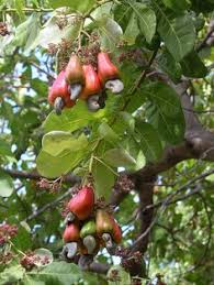 英和画像辞典：(tropical tree with kidney shaped nut)の関連画像一覧！ – おもしろい英文法