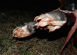 “The Magic of Foal Birth: Understanding ‘Fairy Toes’ and Their Role in ...