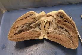 Sheep Heart Disection – The Manaiakalani Network Blogging