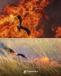 Australia’s “Firehawk” — The Bird That Uses Fire as a Hunting Weapon ...