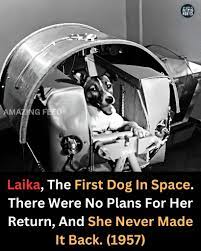 Laika: A Hero’s Sacrifice in the Name of Progress – New and Tips