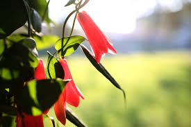 Conoce el Copihue, flor nacional de Chile - Pitiwe