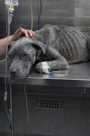 The Inspiring Journey of Hero: A Dog Who Overcame the Odds and Found a ...