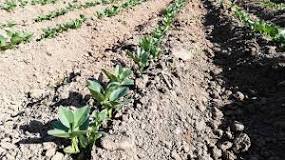 Quante Fave Produce Una Pianta?