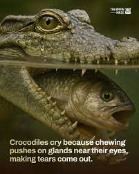 The Mystery Behind “Crocodile Tears”: A Fascinating Science of Emotion ...