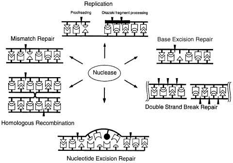 CRUCIAL ROLES OF NUCLEASES IN VARIOUS BIOLOGICAL PROCESSES | Austin Tommy