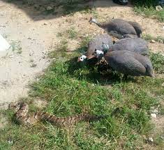 The Unlikely Guardians: Guinea Fowl and Their Protective Instincts ...