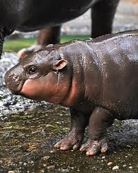 The Remarkable Pygmy Hippo: Nature’s Masterpiece of Self-Care 🦛🌿 – New ...