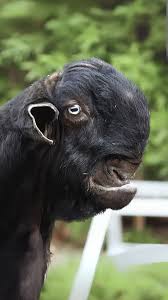 A Rare and Valuable Breed – The Bizarrely Damascus Goat – New and Tips