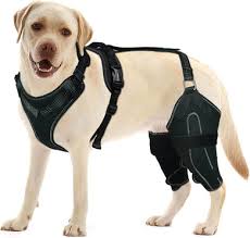 Pet Stroller Parts 101: Everything You Need to Know - Lavoixdedjibouti.com