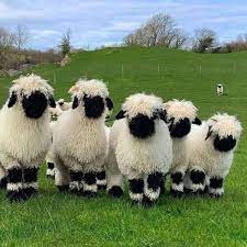 The Majestic Valais Blacknose Sheep: A Remarkable Breed of the Swiss ...