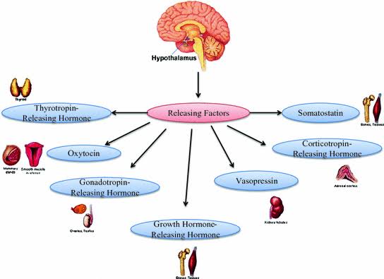 PHARMACOLOGY OF HYPOTHALAMIC HORMONES | Austin Tommy